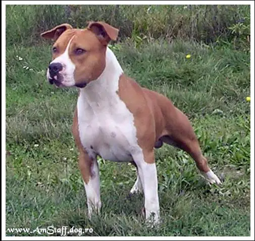 CollectA 2013 - American Staffordshire Terrier: Do you want cut ears or ...